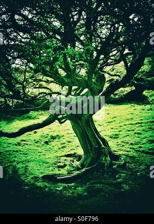 A branching tree trunk in the shape of a striding persons buttocks ...