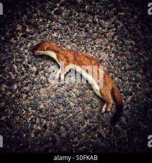 Stoat in the Road Stock Photo - Alamy