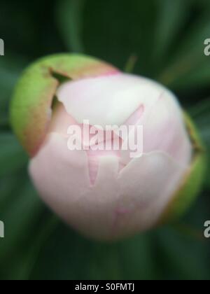 Peony. Pink peony. Closed spring flower on white background Stock Photo ...