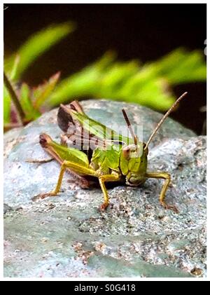 CAELIFERA Grasshopper Stock Photo - Alamy