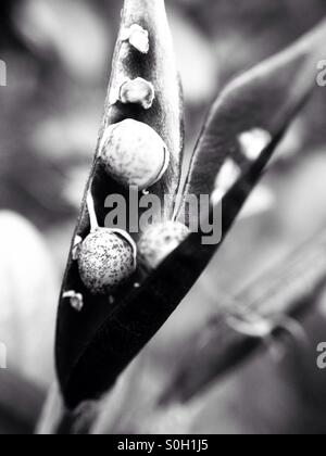 Vetch seed pod Stock Photo - Alamy