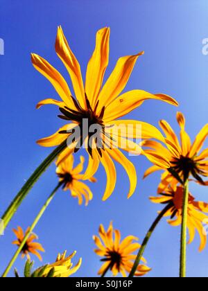 Black-eyed Susan flower backlit by late spring evening sun with some ...