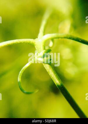 Close up of a sweet pea tendril, Lathyrus odoratus,, UK Stock Photo - Alamy