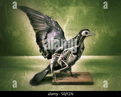 Skeleton of a pigeon Stock Photo - Alamy