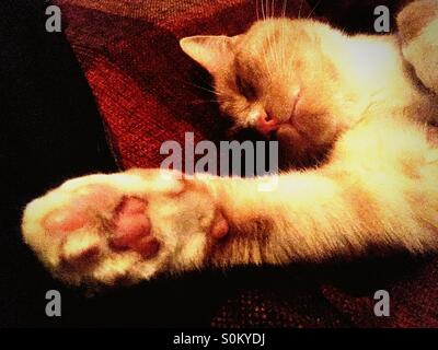 Pet cat sleeping with outstretched paw Stock Photo - Alamy