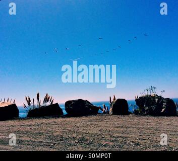 Flock of birds overhead Stock Photo - Alamy