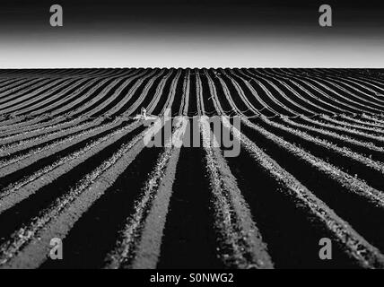 childers cane fields Stock Photo - Alamy