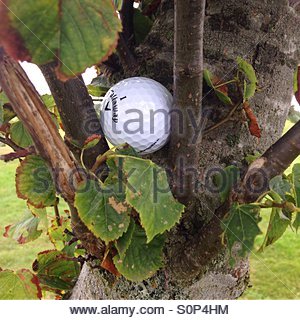 A golf ball stuck in a tree on Brent Valley golf course in west Stock ...