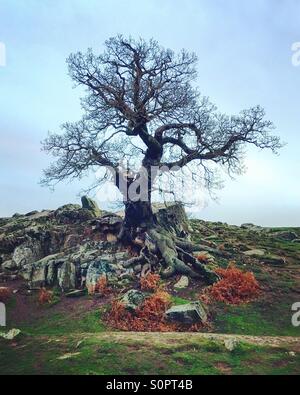 a Winter rural landscape in Leicestershire Stock Photo - Alamy