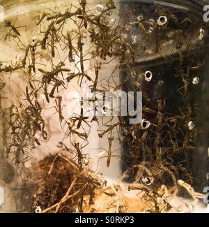 Praying mantis egg pod Stock Photo - Alamy