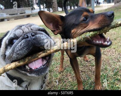 Two Dogs One Stick Stock Photo - Alamy
