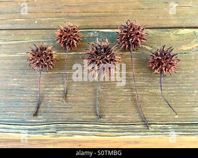 Sweet gum tree seed pod from Liquidambar styraciflua, commonly called ...