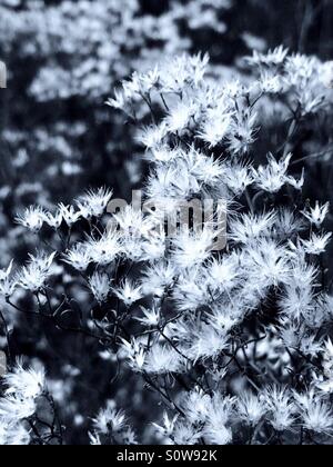 Frost Aster (Symphyotrichum pilosum pilosum Stock Photo - Alamy