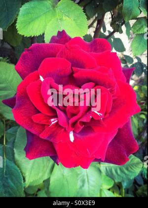 Old red rose Stock Photo - Alamy