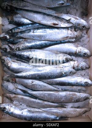 Salted sardines for sale Stock Photo - Alamy
