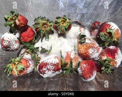 Mold, rotting fruit; Strawberries spoiled by mold, fruit decay; close ...