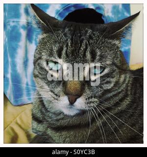 Grumpy tabby cat Stock Photo - Alamy