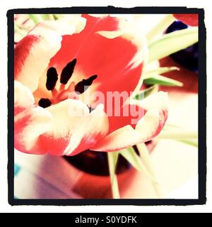 Red tulip white white border on blue background cacao cup marshmallow ...