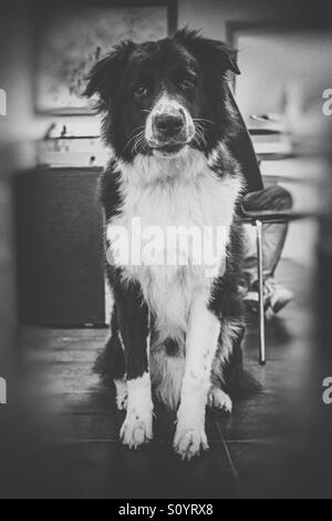 Border Collie B&W Stock Photo - Alamy