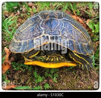 Turtle peeking out of its shell Stock Photo - Alamy