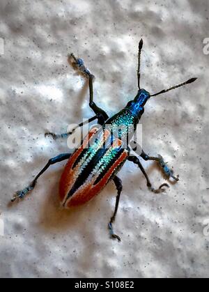 A Blue-green Citrus Root Weevil (Pachnaeus litus) perches on a leaf ...