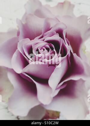 Soft focus pink rose flower Stock Photo - Alamy