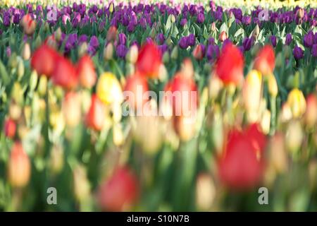 tulip field in spring Stock Photo - Alamy