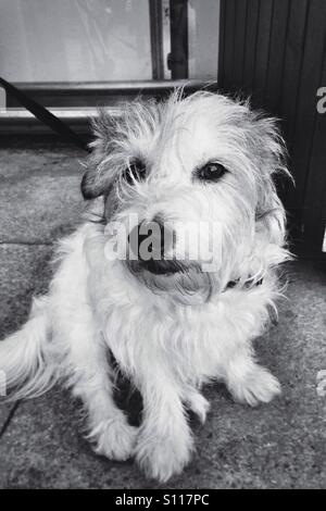 Scruffy white dog looking up at the camera Stock Photo - Alamy