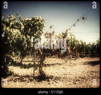 Dead and dying grape vines in Bakersfield, California, USA. Following ...