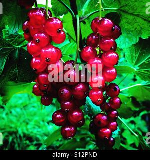 Red curants in the tree Stock Photo - Alamy