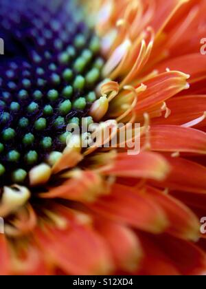 Macro details of colorful Daisy flower Stock Photo - Alamy
