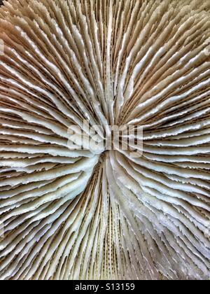 Plate, Disk, Mushroom Coral, Fungia sp., Fungiidae Stock Photo - Alamy