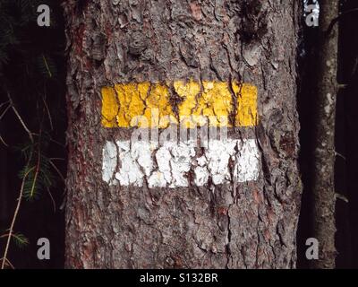 Trail marker with white and yellow stripes painted on a tree trunk in ...