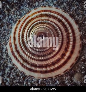 The seashell perspective sundial shell Architectonica perspectiva Stock ...