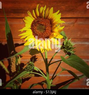 Multi headed sunflower Stock Photo - Alamy