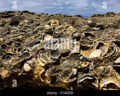Fossil sea shells in a bed of limestone, Les Baux, Provence, France ...