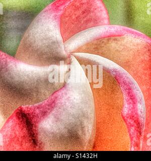 Frangipani flower, partially open Stock Photo - Alamy