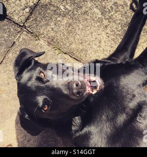 Labrador dog laying on back Stock Photo - Alamy