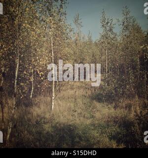 Young silver birch trees in winter with bright white trunks, under ...