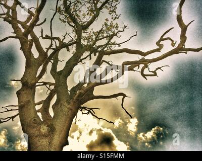 Patterns in Nature - Sinister dying oak tree silhouetted against a ...