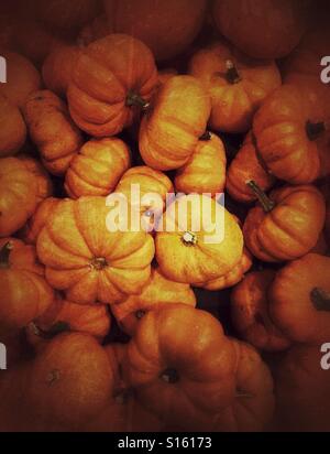 A pile of mini-pumpkins Stock Photo - Alamy