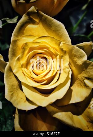 Yellow Roses meaning Friendship and Joy in flower language Stock Photo ...