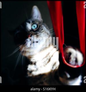 Tabby cat playing with red ribbon Stock Photo - Alamy