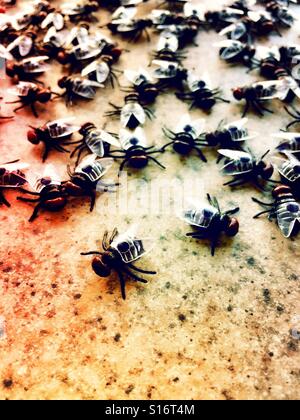 A swarm of house flies on the kitchen counter Stock Photo - Alamy