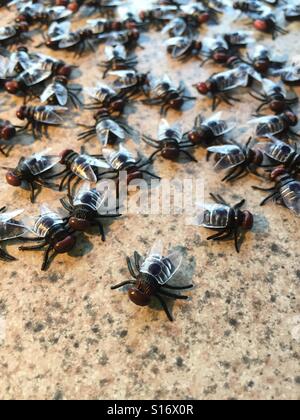 A swarm of house flies on the kitchen counter Stock Photo - Alamy