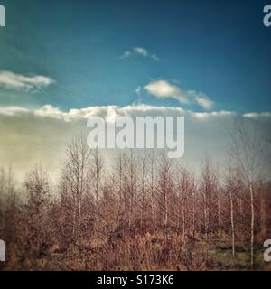 Young silver birch trees in winter with bright white trunks, under ...