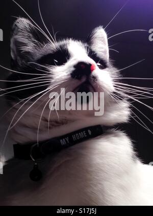 Bobby Cat 2 Stock Photo - Alamy