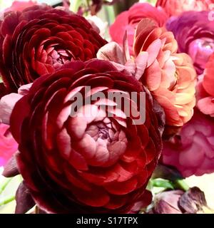 Ranunculus magenta flower Stock Photo - Alamy