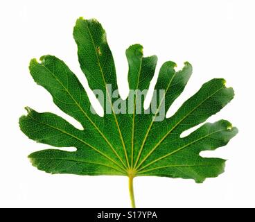 Green Leaf Capillaries Stock Photo - Alamy