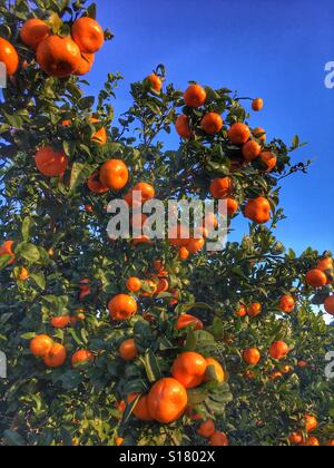 Citrus × clementina, Clementines on the tree Stock Photo - Alamy